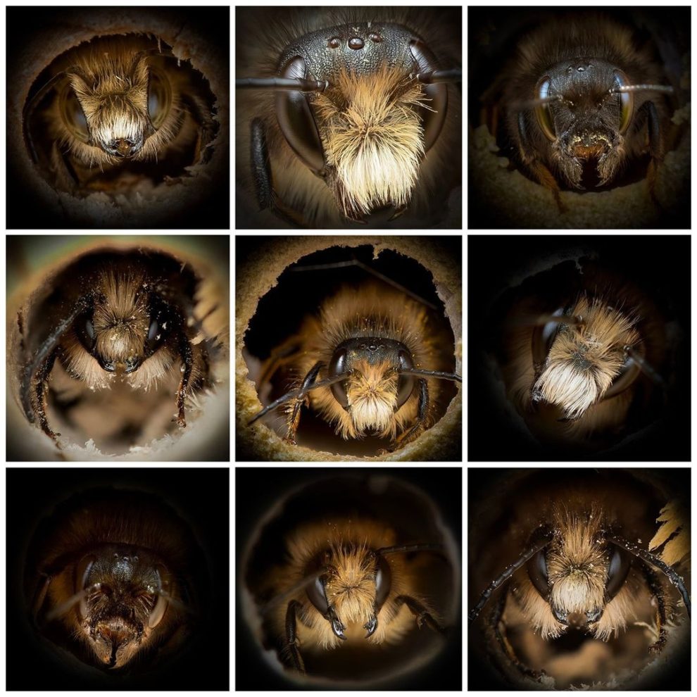 Amazing Macro Portraits of Bees Reveal How Different They Actually Look ...