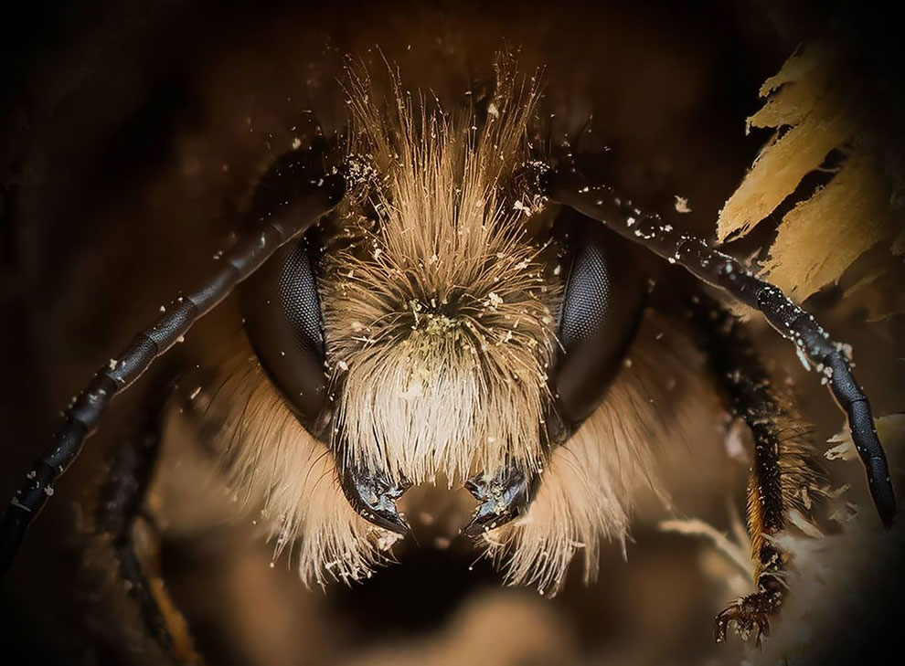 Amazing Macro Portraits of Bees Reveal How Different They Actually Look ...