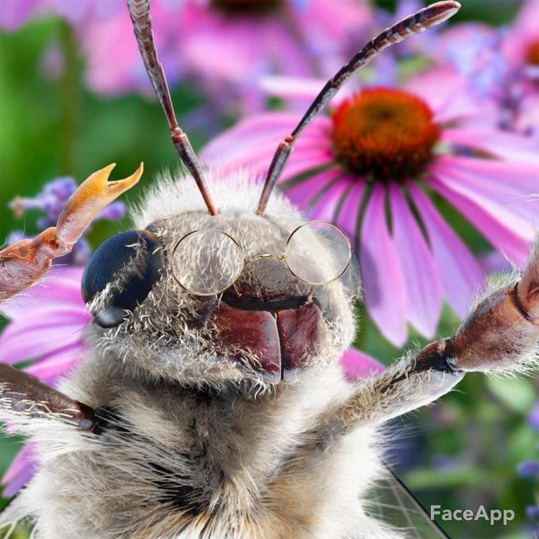 Introducing The World’s First Bee Influencer » Design You Trust ...