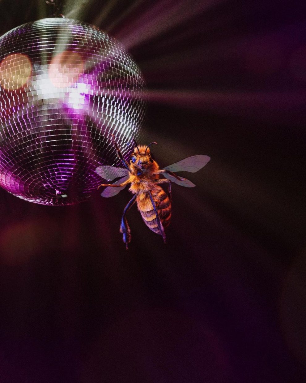 Introducing The World’s First Bee Influencer » Design You Trust ...