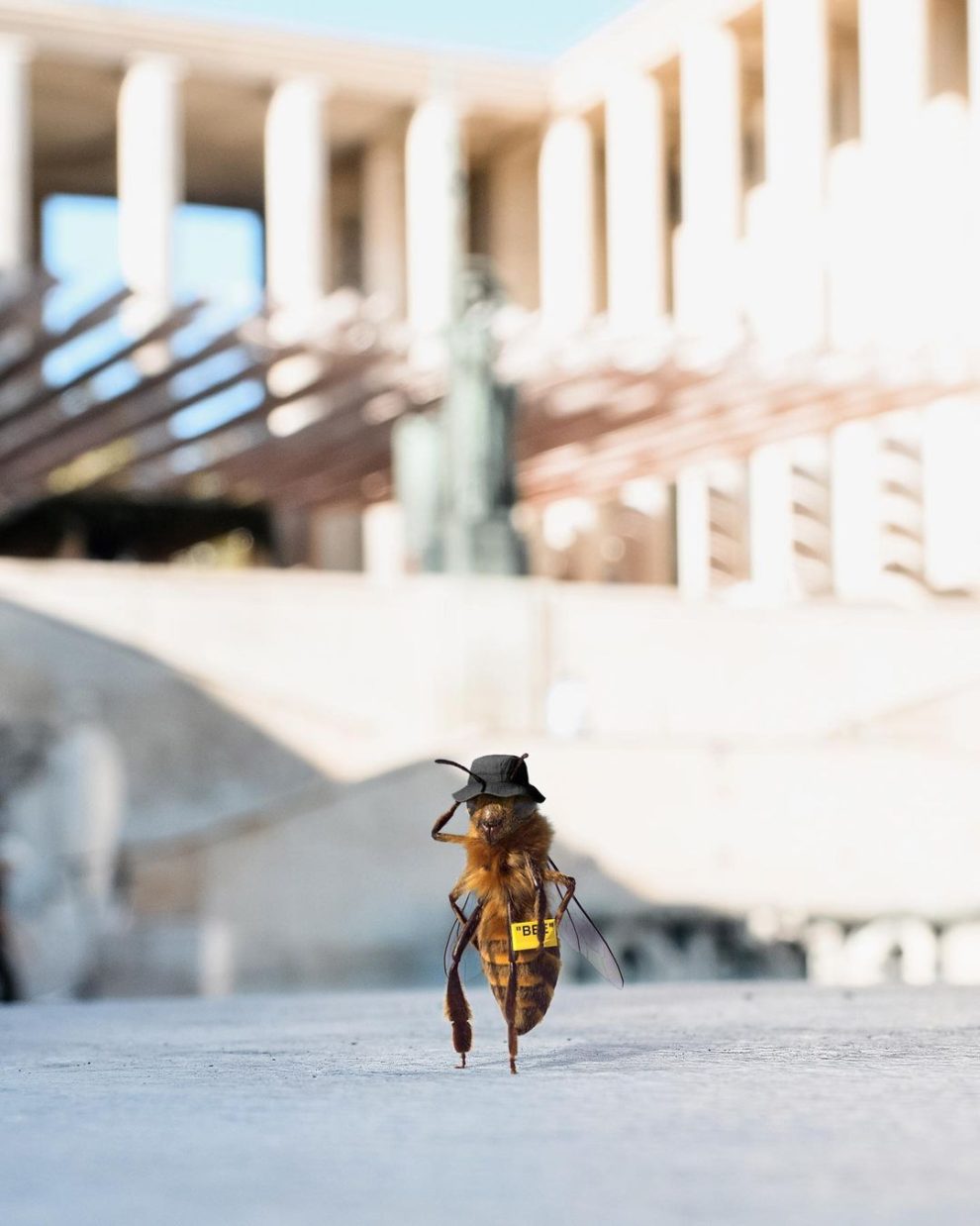 Introducing The World’s First Bee Influencer » Design You Trust ...