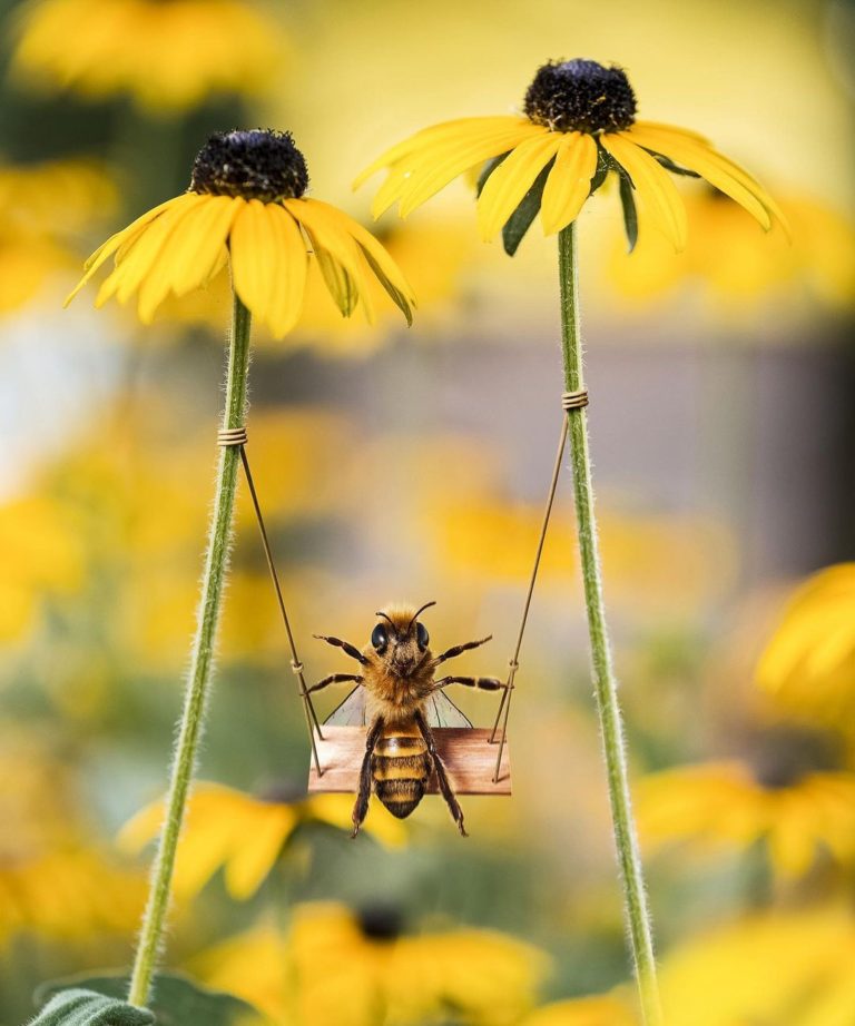 Introducing The World’s First Bee Influencer » Design You Trust ...