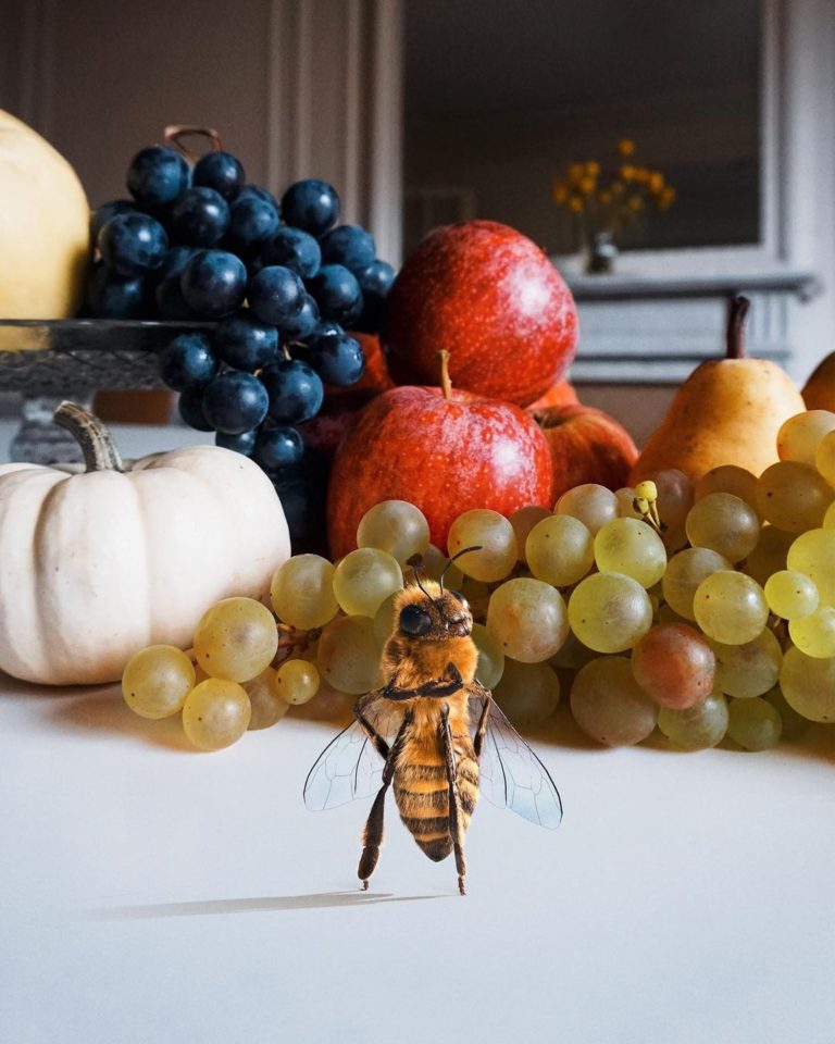 Introducing The World’s First Bee Influencer » Design You Trust ...