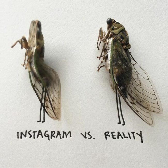 “So Fly Taxidermy”: Artist Uses Insects To Make Fun And Quirky Cartoons ...