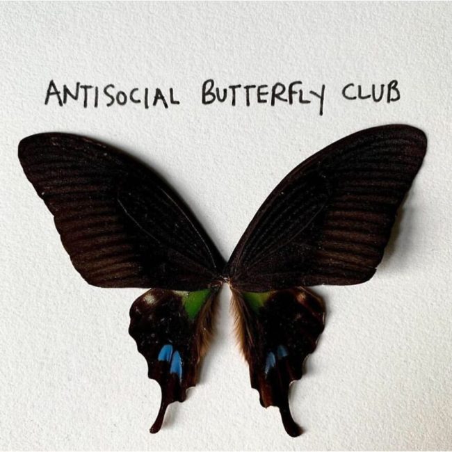 “So Fly Taxidermy”: Artist Uses Insects To Make Fun And Quirky Cartoons ...