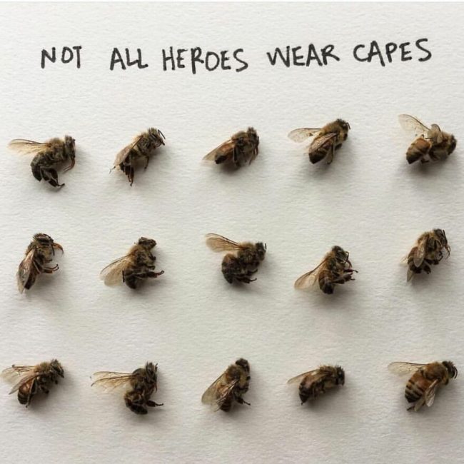 “So Fly Taxidermy”: Artist Uses Insects To Make Fun And Quirky Cartoons ...