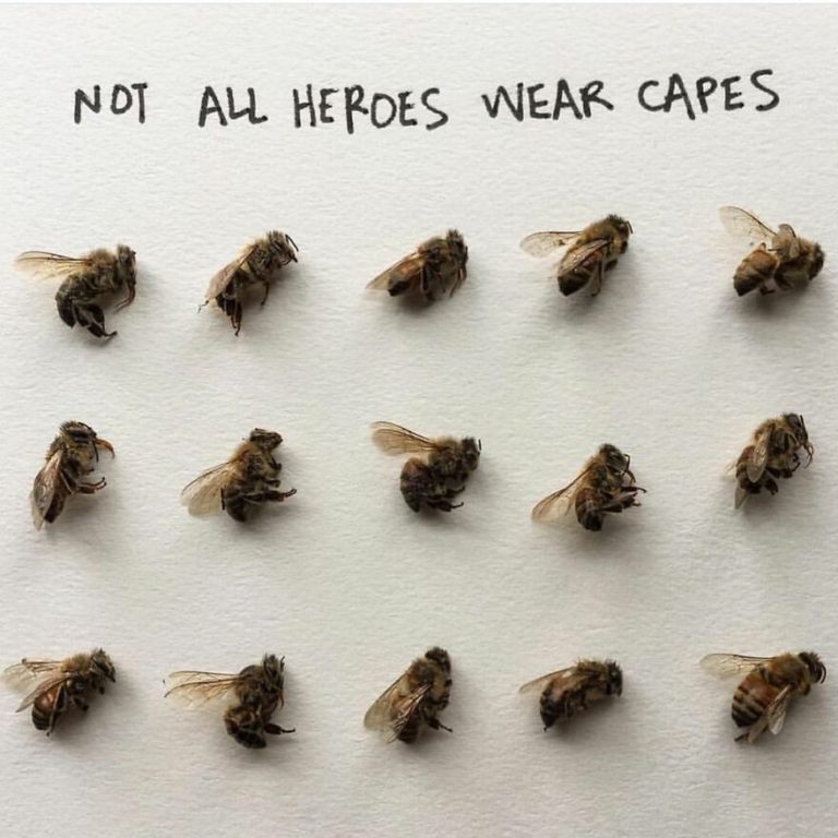 “So Fly Taxidermy”: Artist Uses Insects To Make Fun And Quirky Cartoons ...