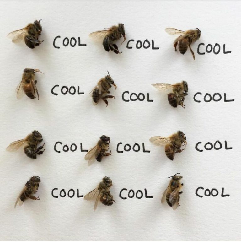 “So Fly Taxidermy”: Artist Uses Insects To Make Fun And Quirky Cartoons ...