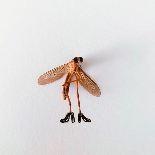 “So Fly Taxidermy”: Artist Uses Insects To Make Fun And Quirky Cartoons ...