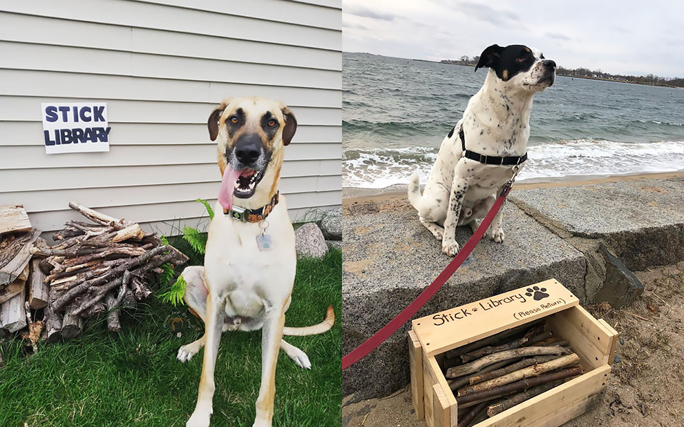 People Are Building Dog Libraries, And It’s Adorable » Design You Trust ...