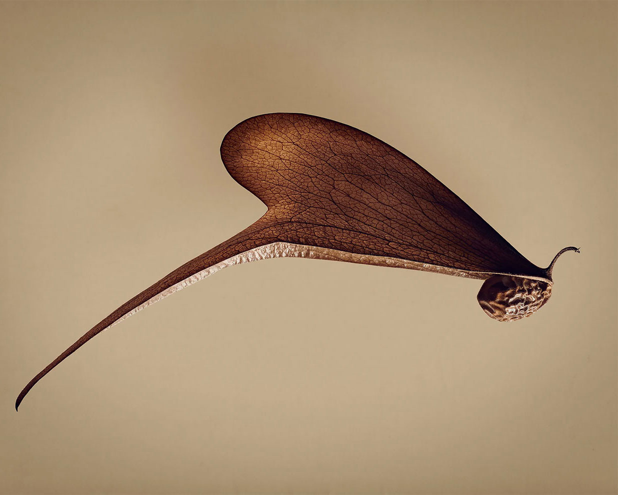 “The Hidden Beauty of Seeds and Fruits”: Photographer Captures Seeds ...