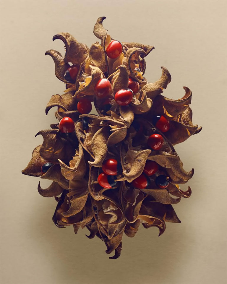 “The Hidden Beauty of Seeds and Fruits”: Photographer Captures Seeds ...