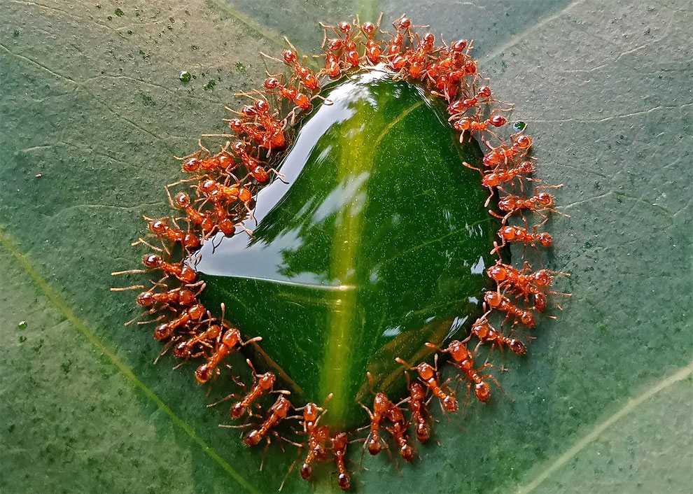 Highlights of The Royal Society of Biology’s Photography Competition ...