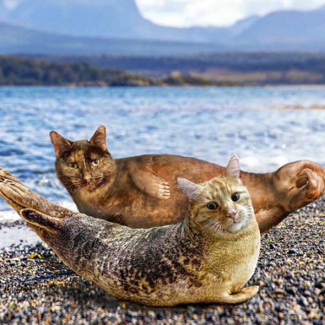 This Artist Shows What Everything Would Look Like If It Had A Cat’s ...