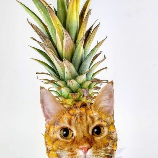 This Artist Shows What Everything Would Look Like If It Had A Cat’s ...