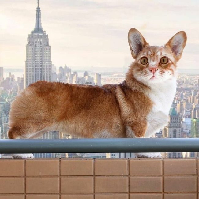 This Artist Shows What Everything Would Look Like If It Had A Cat’s ...