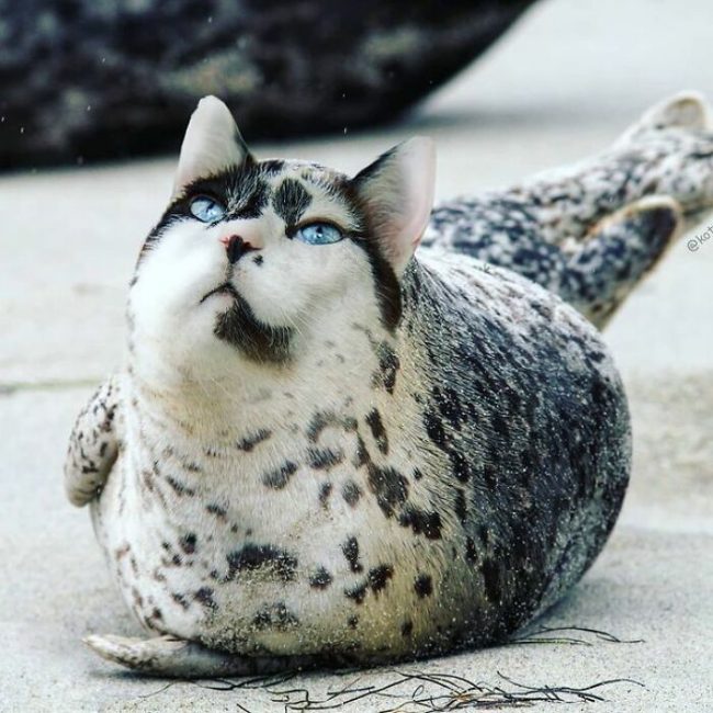 This Artist Shows What Everything Would Look Like If It Had A Cat’s ...