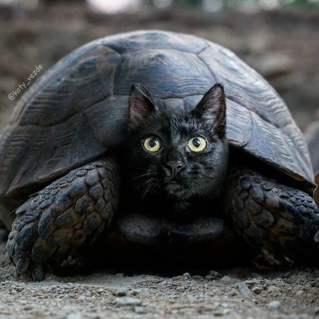 This Artist Shows What Everything Would Look Like If It Had A Cat’s ...