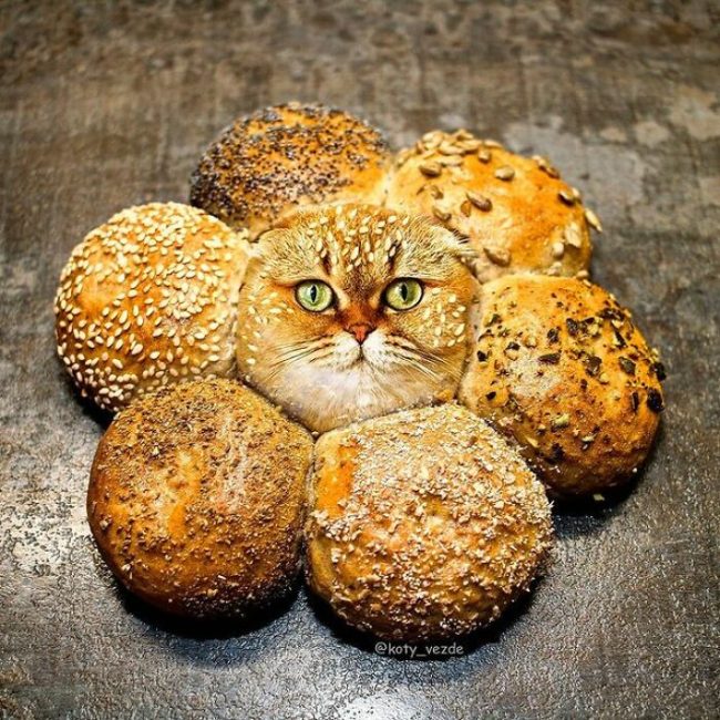 This Artist Shows What Everything Would Look Like If It Had A Cat’s ...