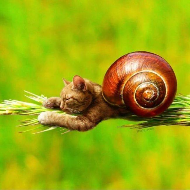 This Artist Shows What Everything Would Look Like If It Had A Cat’s ...