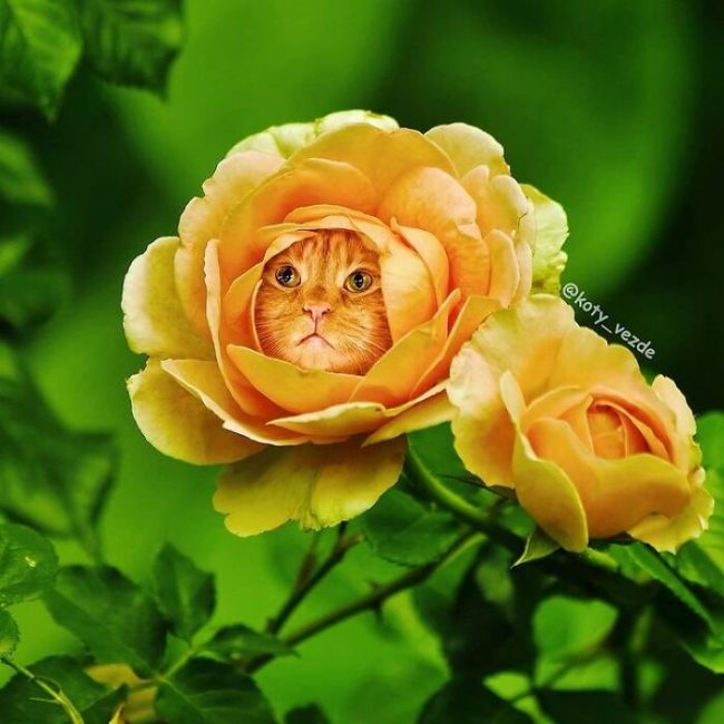 This Artist Shows What Everything Would Look Like If It Had A Cat’s ...