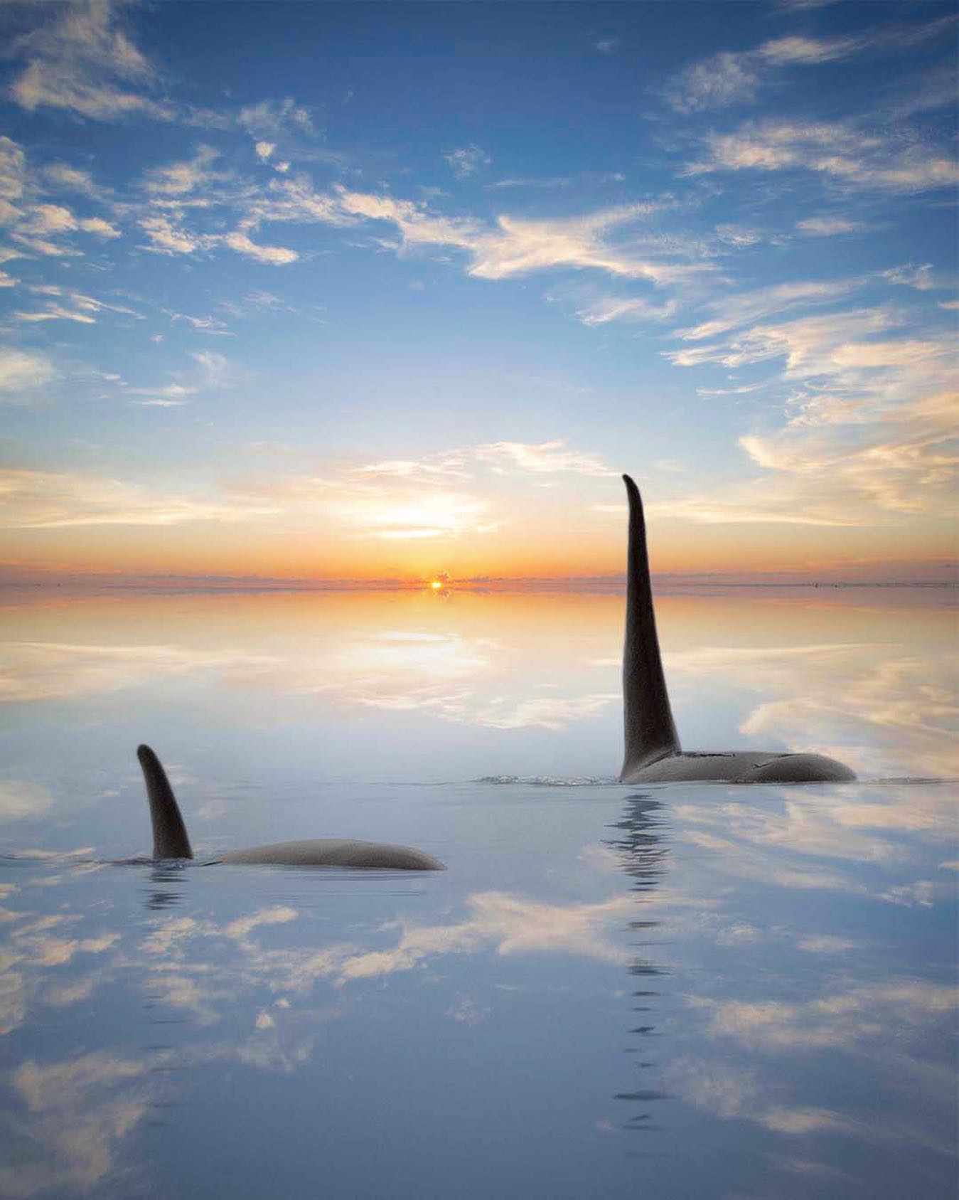 Photographer Captures Breathtaking Images of Orcas and Sunsets » Design ...