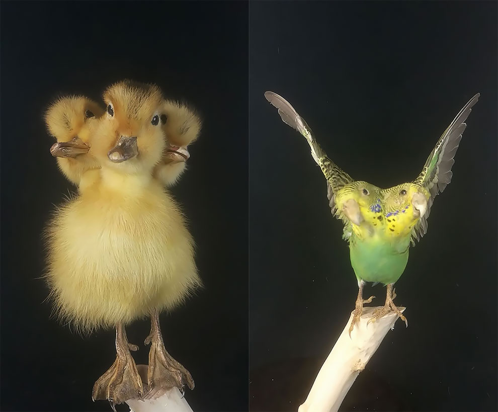 Chinese Artist Makes Bizarre Taxidermy Creatures » Design You Trust ...