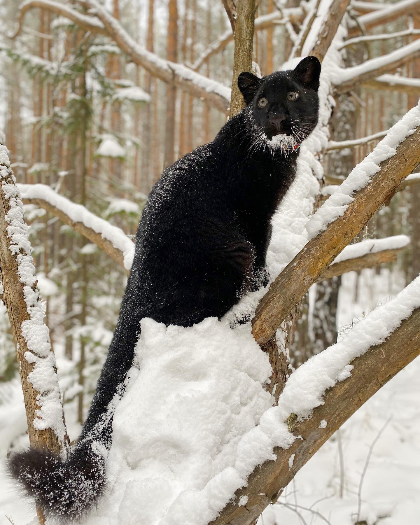Stunning Photos of A Black Panther Playing in The Snowy Woods of ...