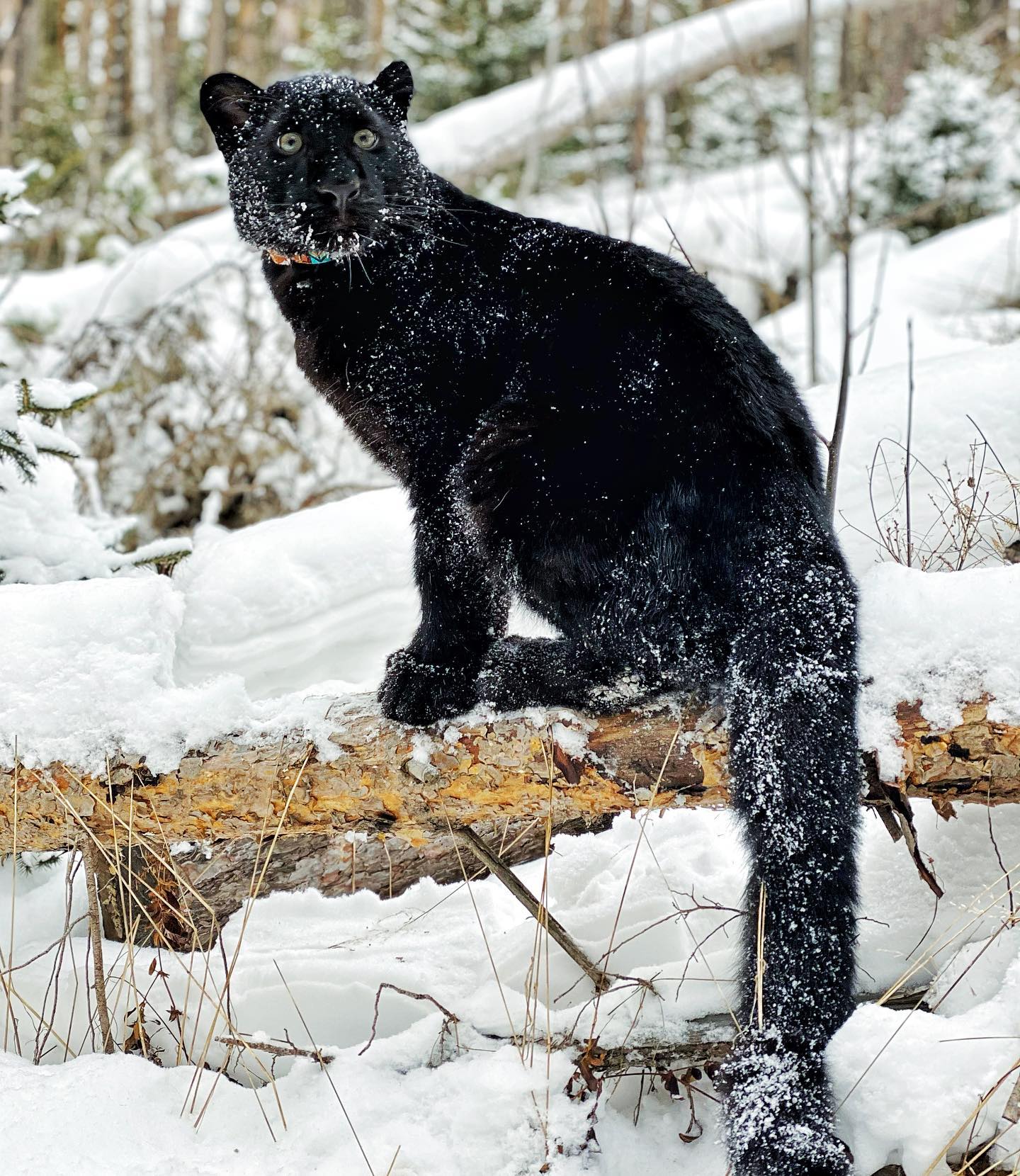 Stunning Photos of A Black Panther Playing in The Snowy Woods of ...