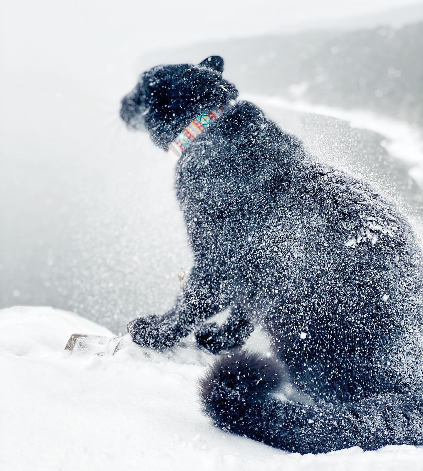 Stunning Photos of A Black Panther Playing in The Snowy Woods of ...