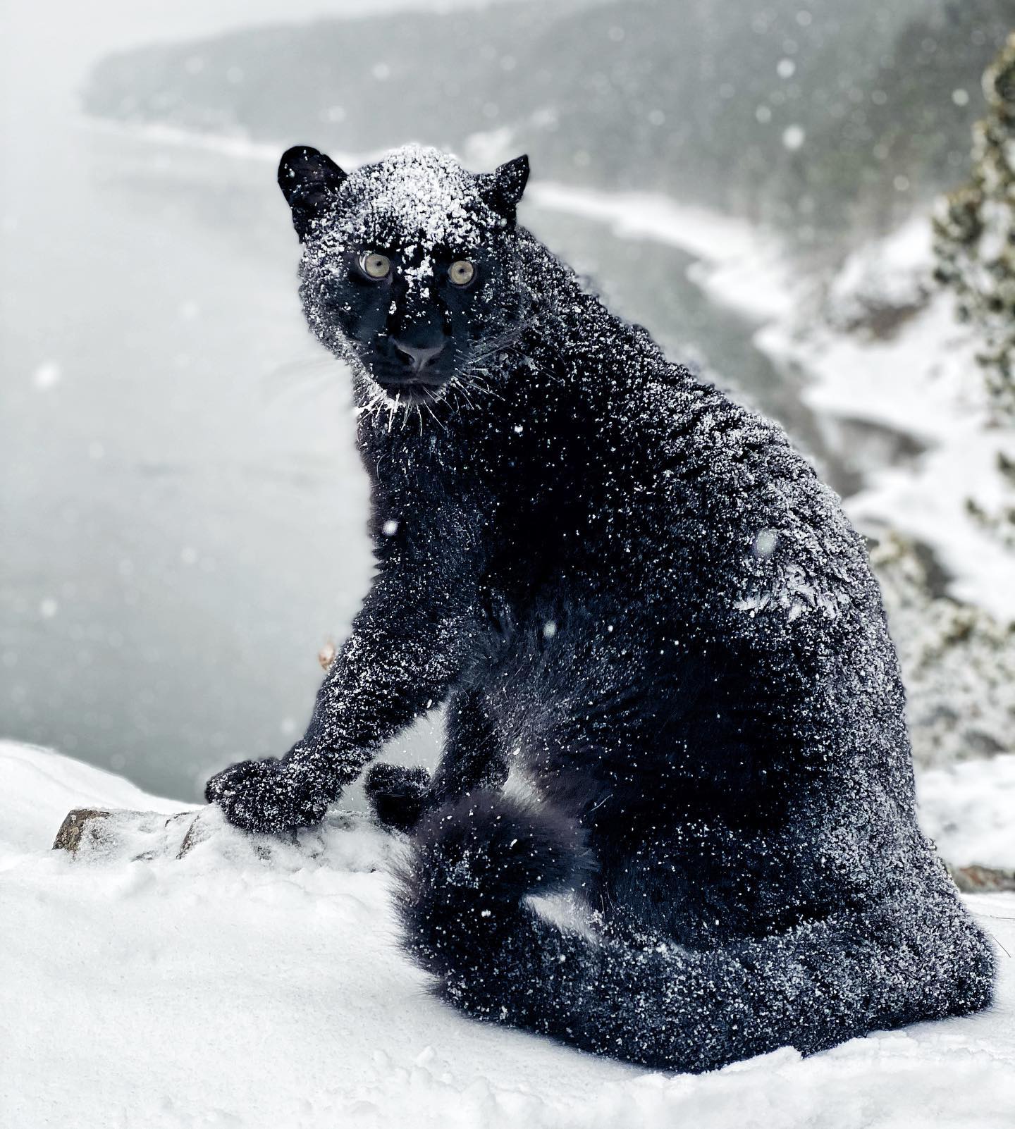 Stunning Photos of A Black Panther Playing in The Snowy Woods of ...