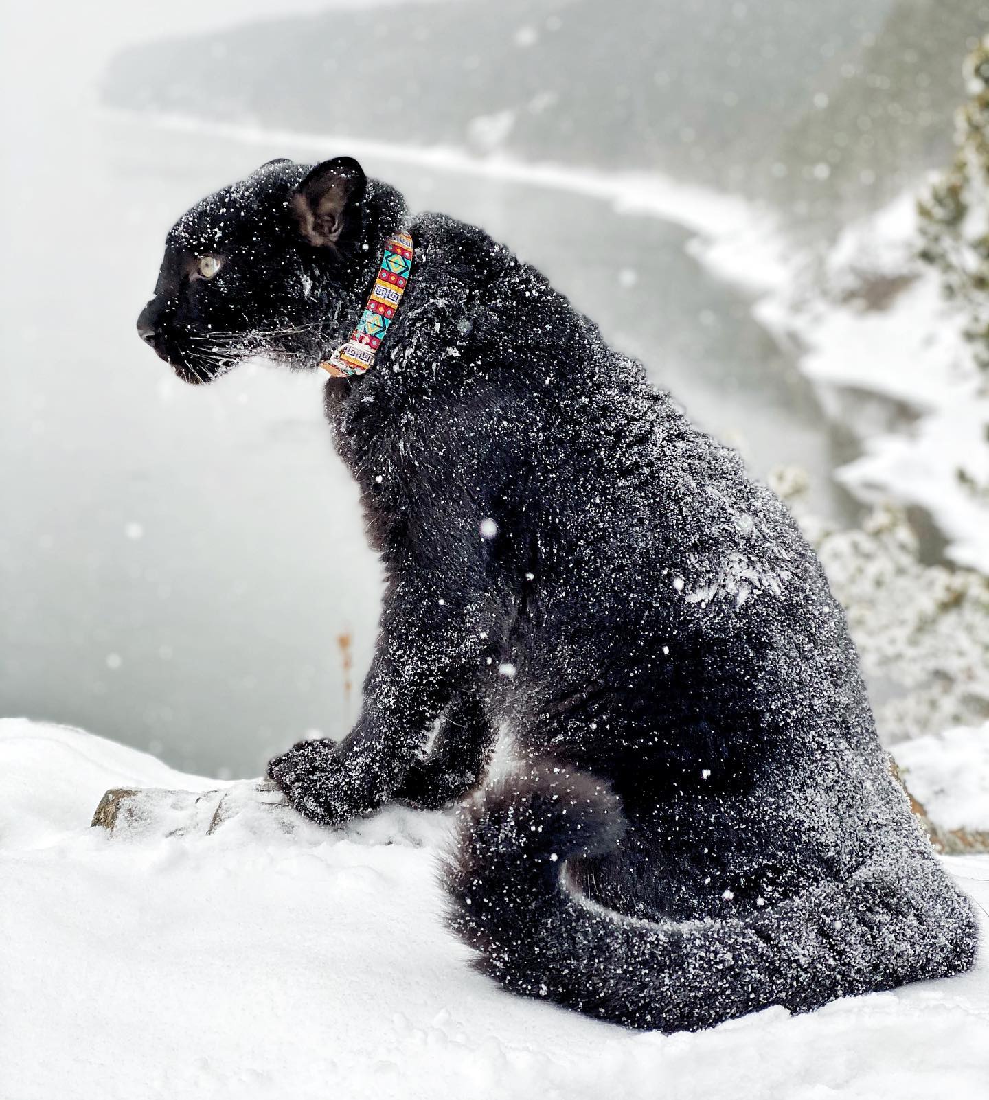 Stunning Photos of A Black Panther Playing in The Snowy Woods of ...