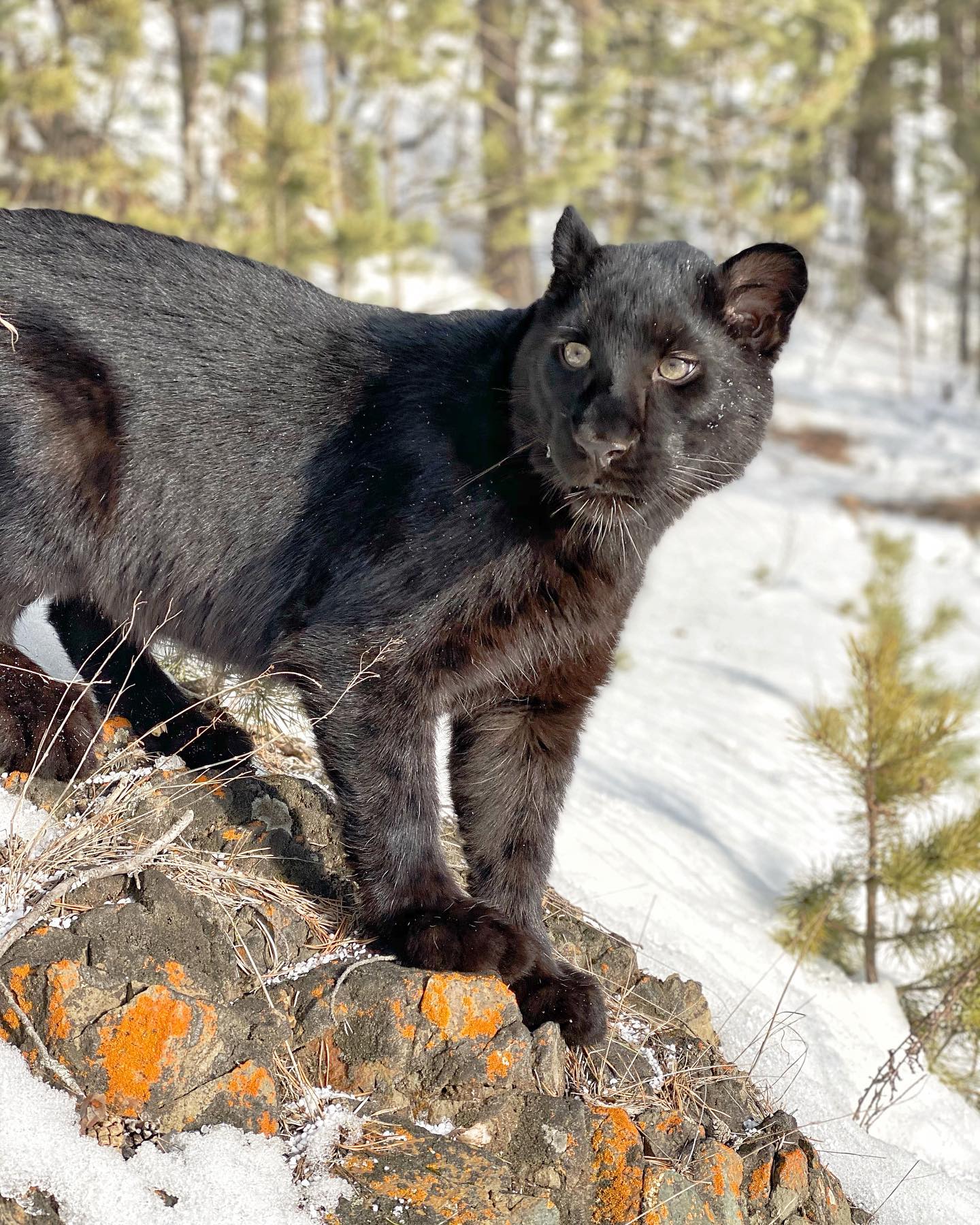Stunning Photos of A Black Panther Playing in The Snowy Woods of ...