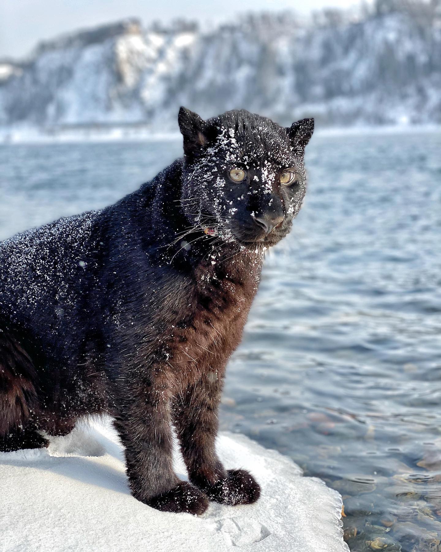 Stunning Photos of A Black Panther Playing in The Snowy Woods of ...