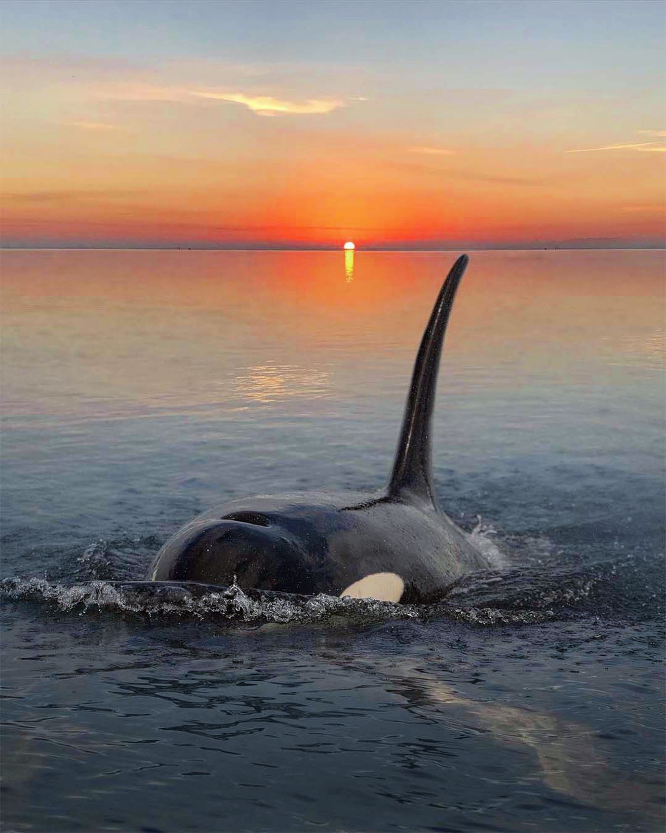 Photographer Captures Breathtaking Images of Orcas and Sunsets » Design ...