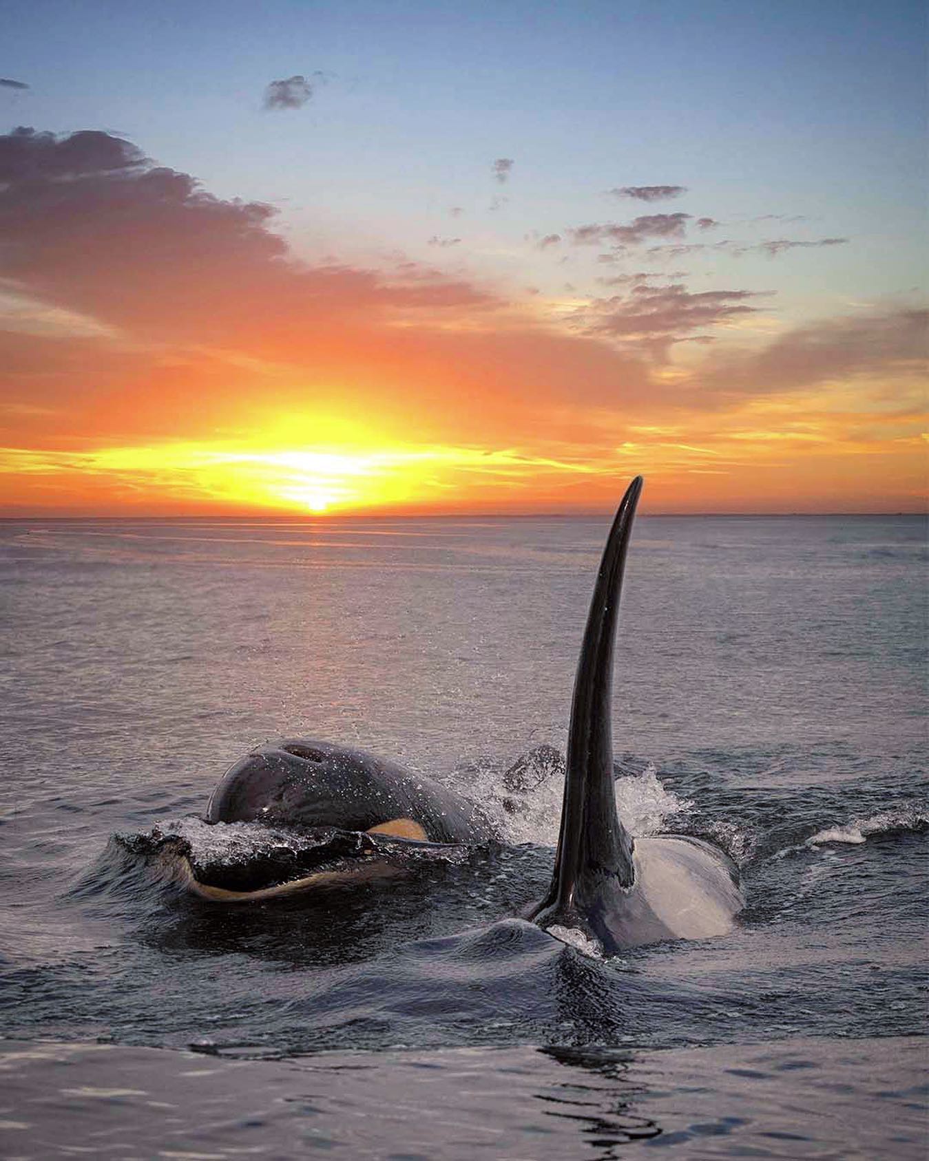 Photographer Captures Breathtaking Images of Orcas and Sunsets » Design ...