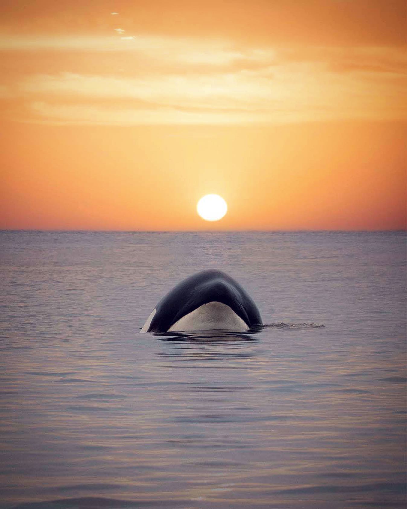 Photographer Captures Breathtaking Images of Orcas and Sunsets » Design ...