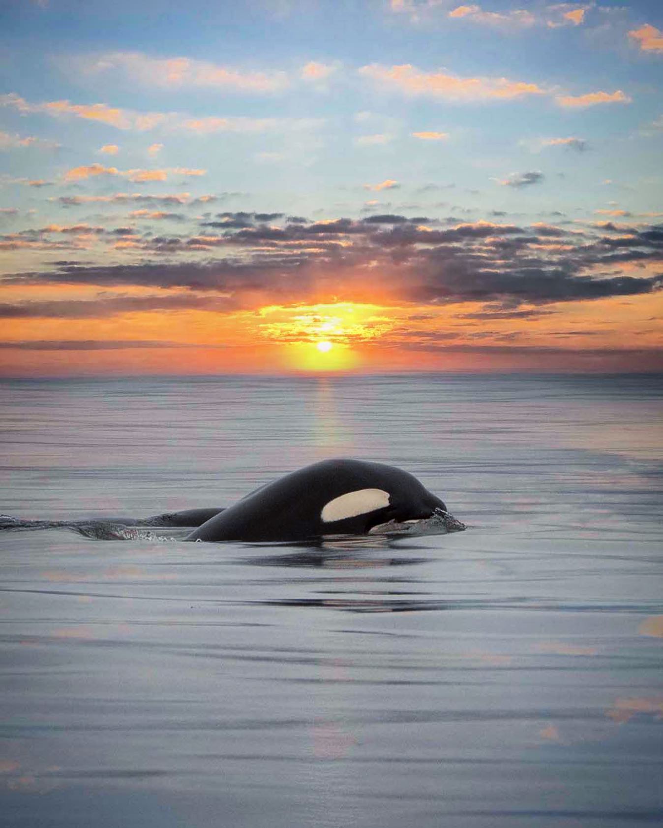 Photographer Captures Breathtaking Images of Orcas and Sunsets » Design ...