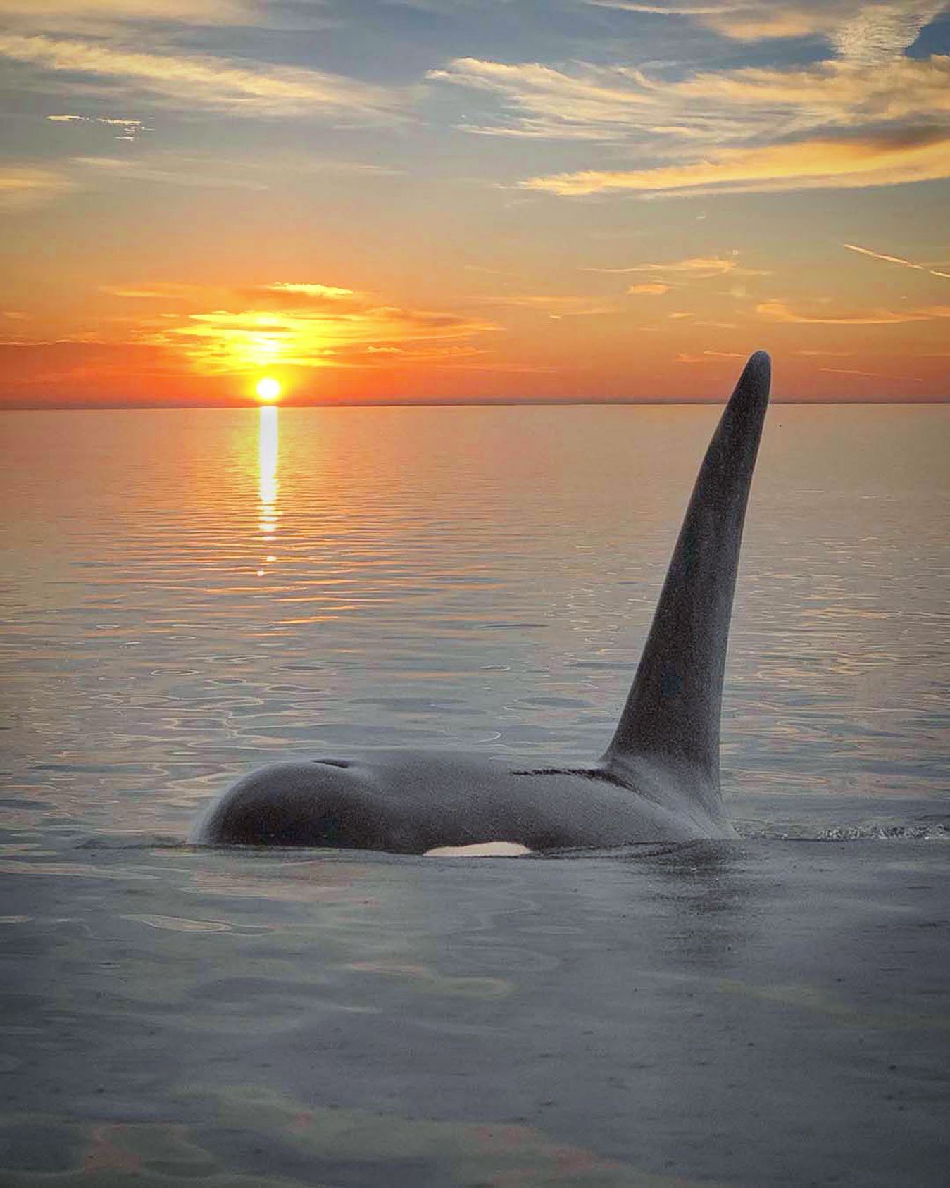 Photographer Captures Breathtaking Images of Orcas and Sunsets » Design ...