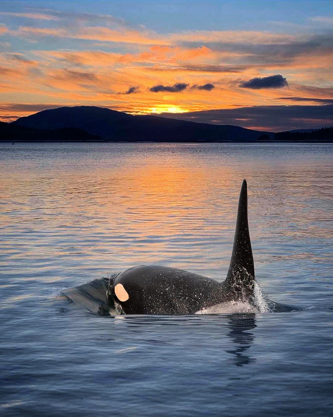 Photographer Captures Breathtaking Images of Orcas and Sunsets » Design ...