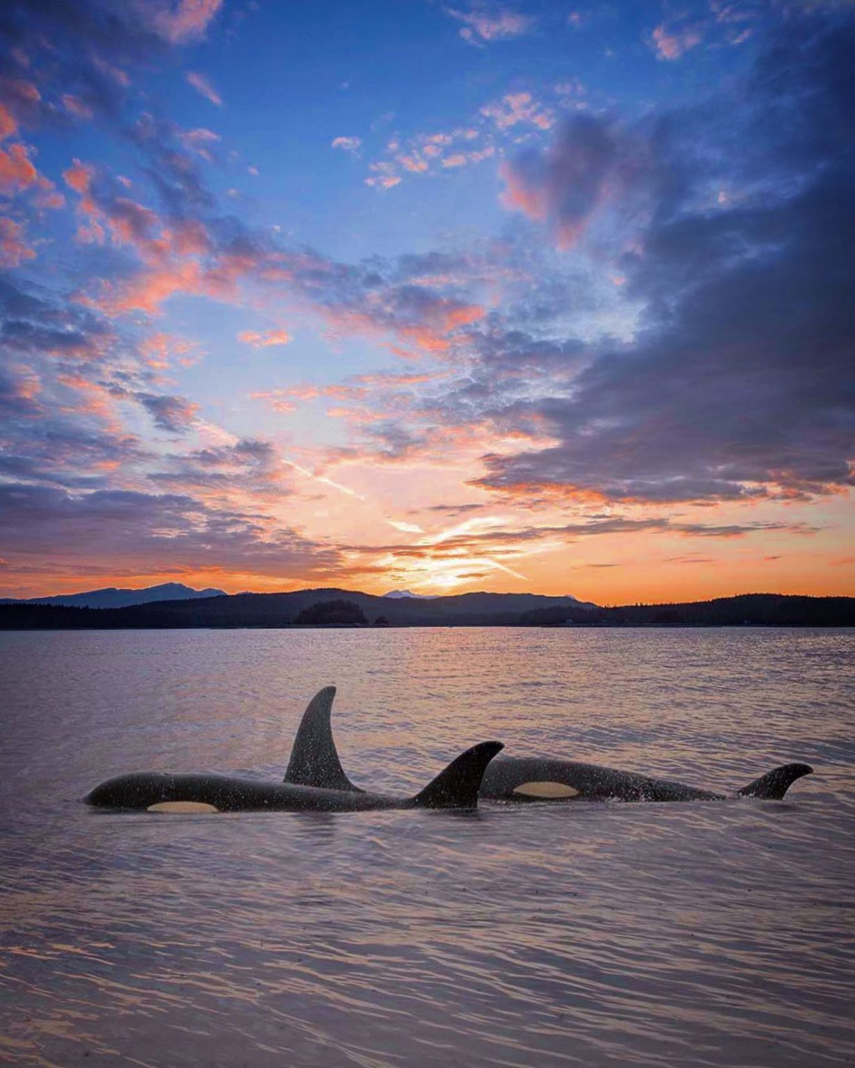 Photographer Captures Breathtaking Images of Orcas and Sunsets » Design ...