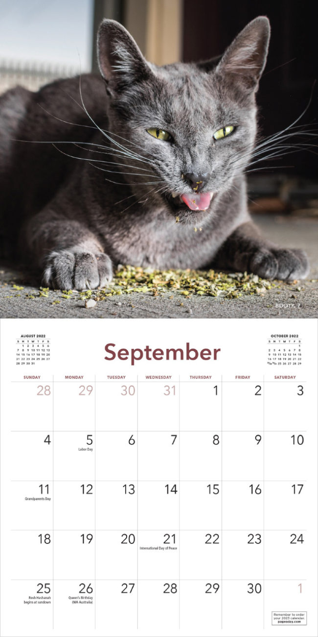 Finally, The 2022 Cats On Catnip Calendar Is Here! » Design You Trust ...