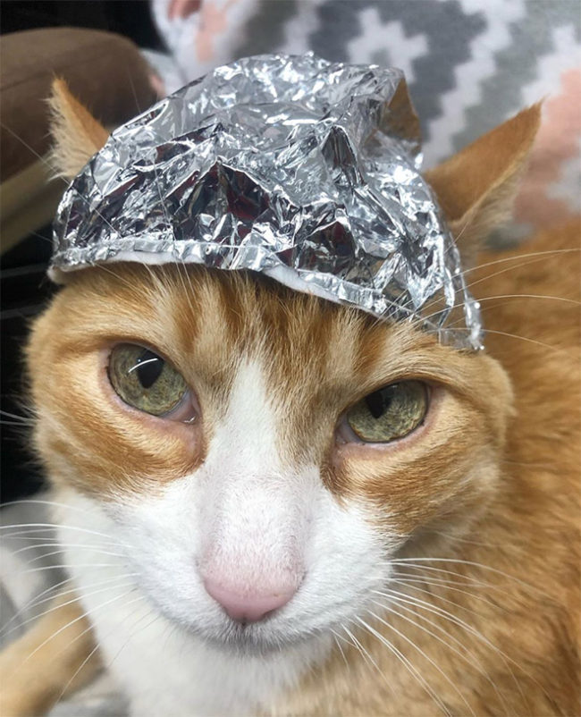 Cat Protection From Mind Control With Tin Foil Hats » Design You Trust ...