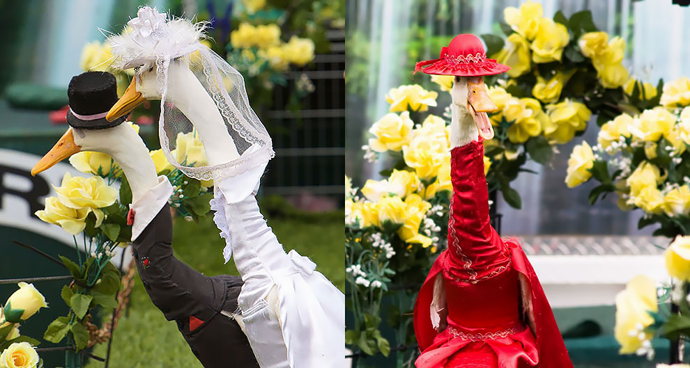 Did You Know There’s an Annual Duck Fashion Show In Australia? » Design ...