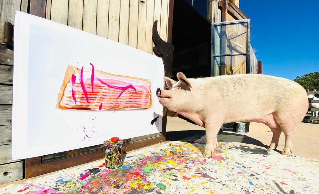Pigasso: This Pig Enjoys Painting And Has Become The World’s First Pig ...