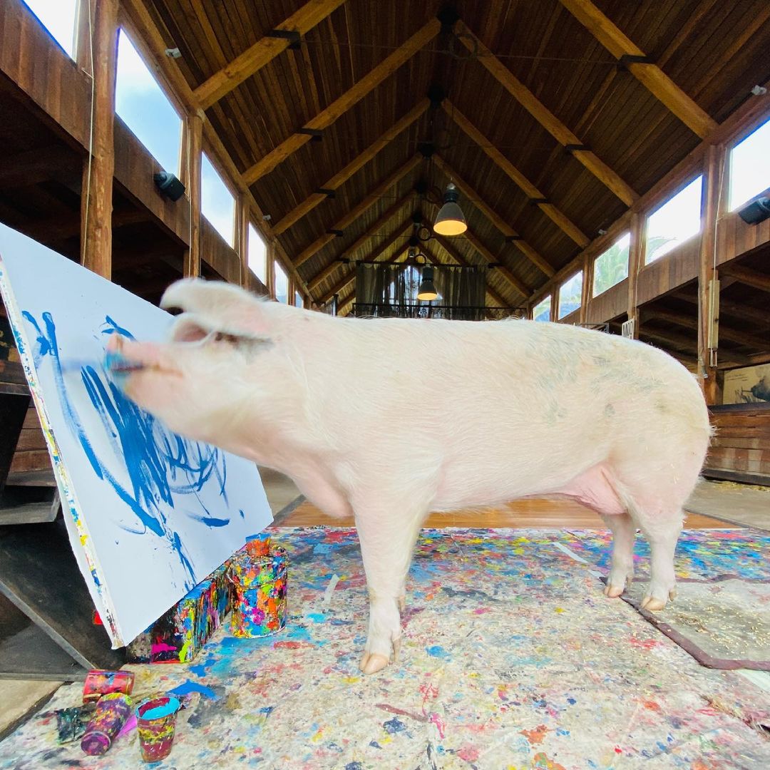 Pigasso: This Pig Enjoys Painting And Has Become The World’s First Pig ...