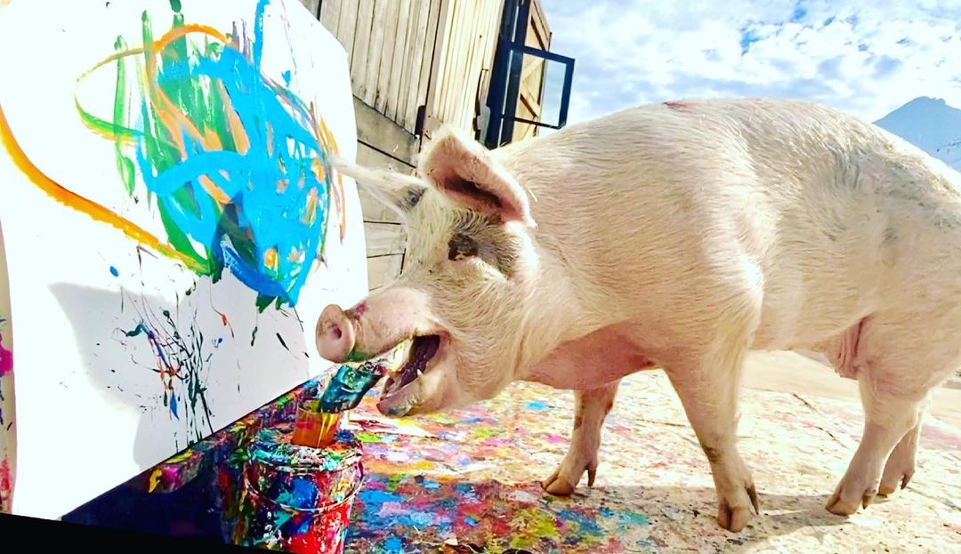 Pigasso: This Pig Enjoys Painting And Has Become The World’s First Pig ...