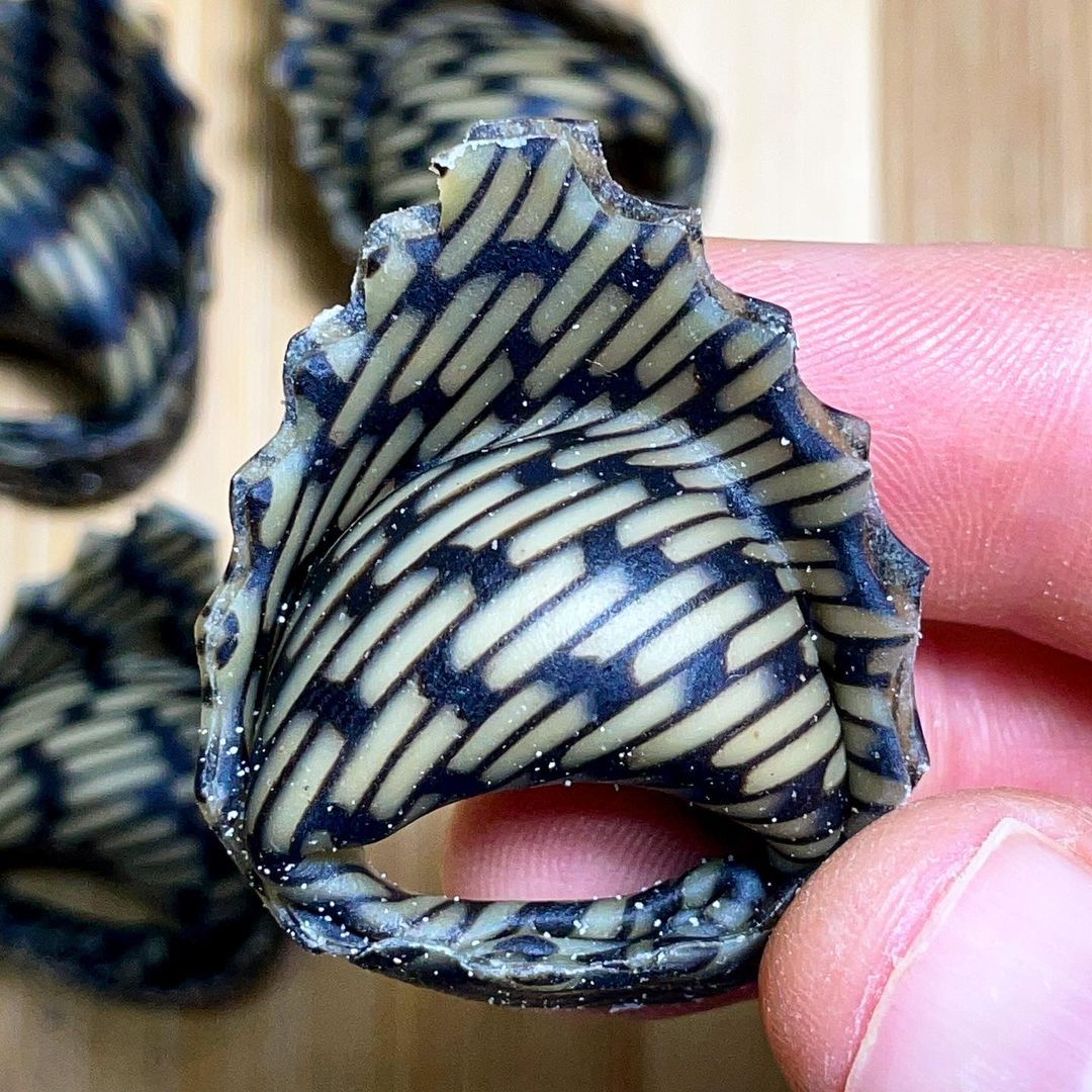 Chef David Rivillo Creates Mindblowing and Unique Pasta Designs ...