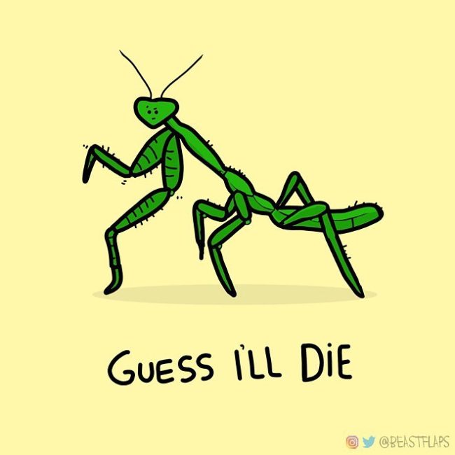 This Artist Draws 100 Grumpy Animals » Design You Trust — Design Daily ...