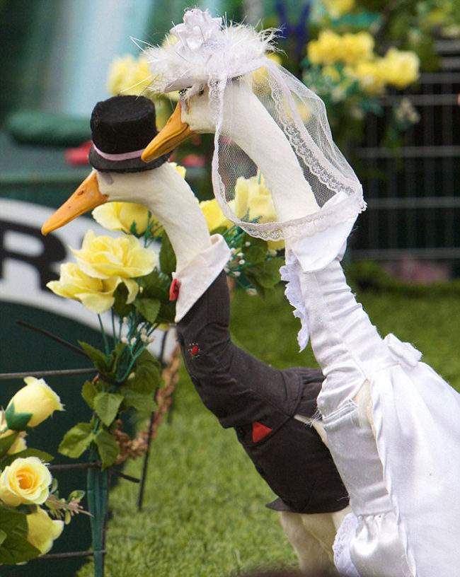 Did You Know There’s an Annual Duck Fashion Show In Australia? » Design ...